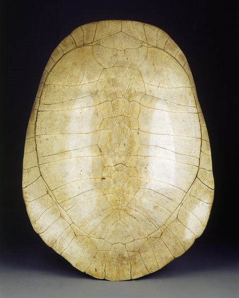 A Rare Blond Turtle Shell Carapace | MasterArt