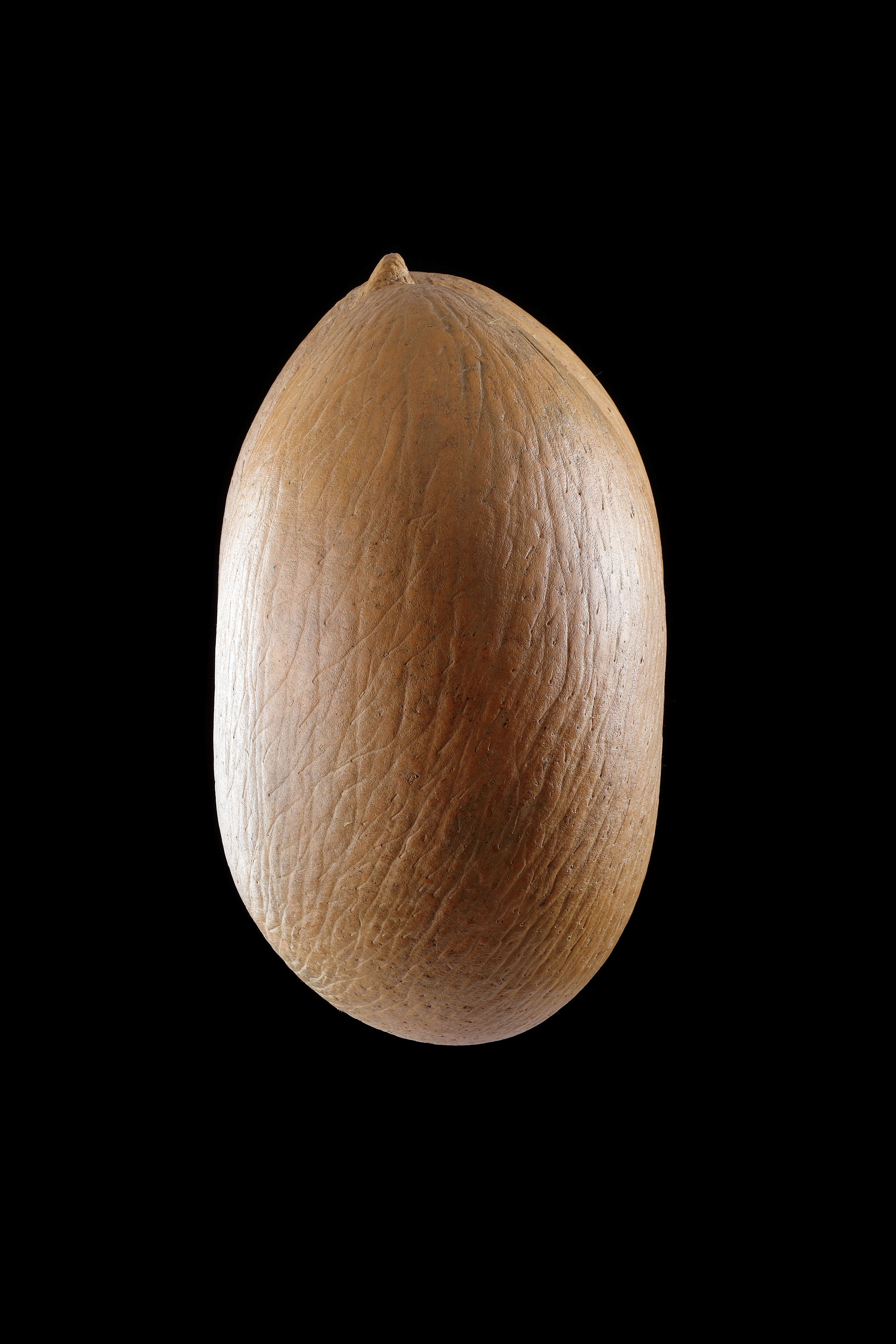 A Rare and Unusual Blonde Specimen of a Seychelles ‘Coco de Mer ...