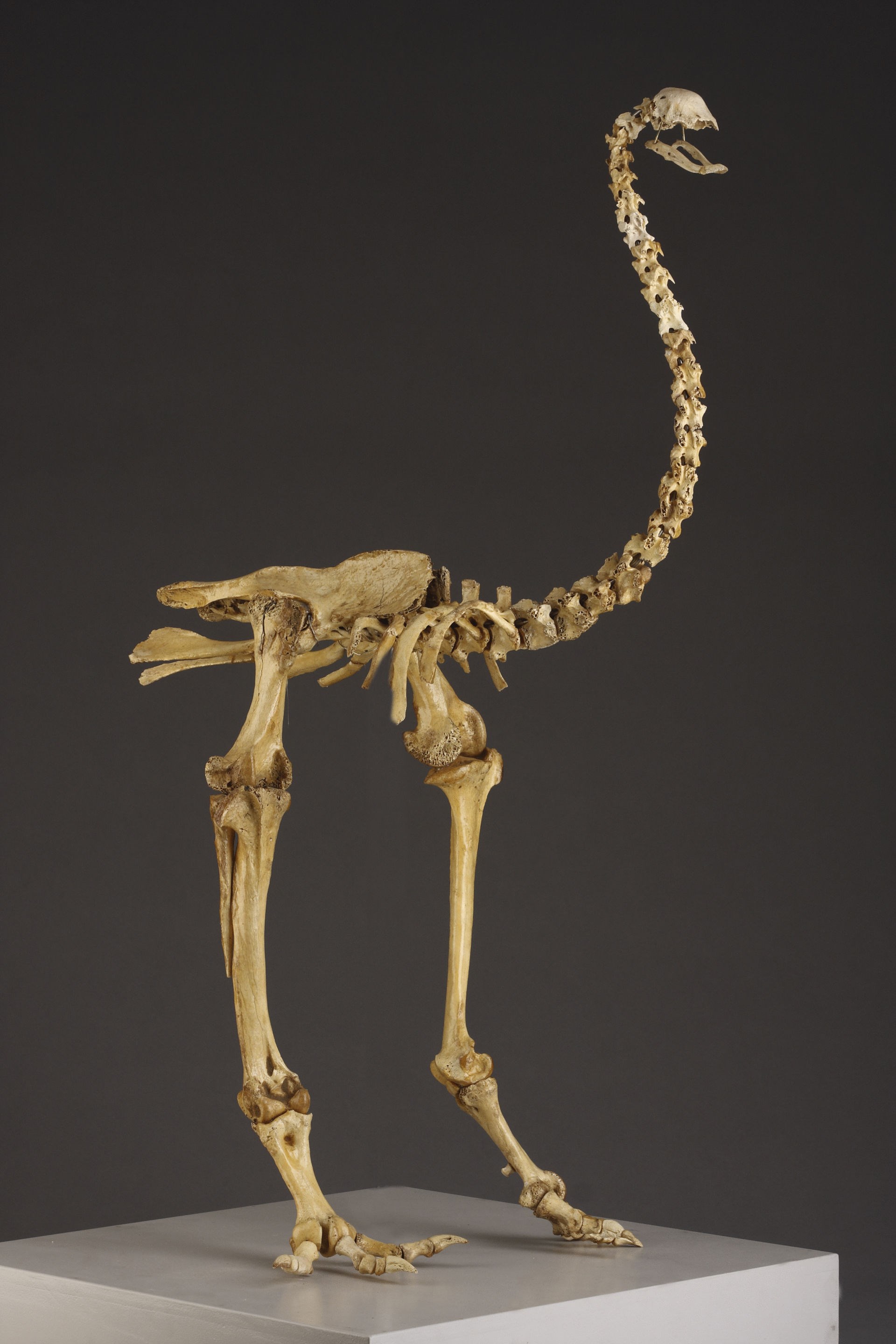 Partially Complete Skeleton of an Extinct New Zealand Moa | MasterArt
