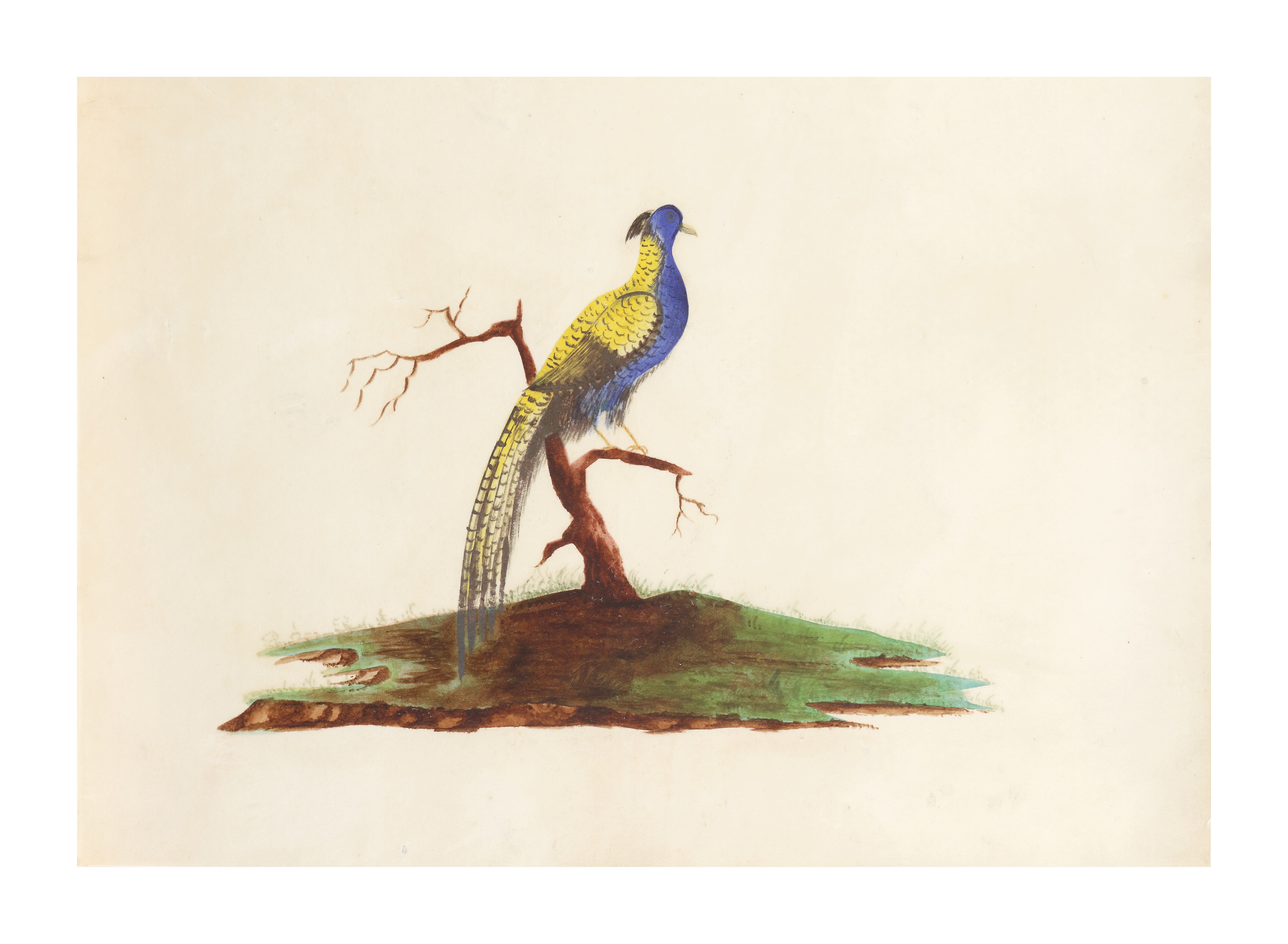 Sarah Stone - Sarah Stone (1760 - 1844) | MasterArt