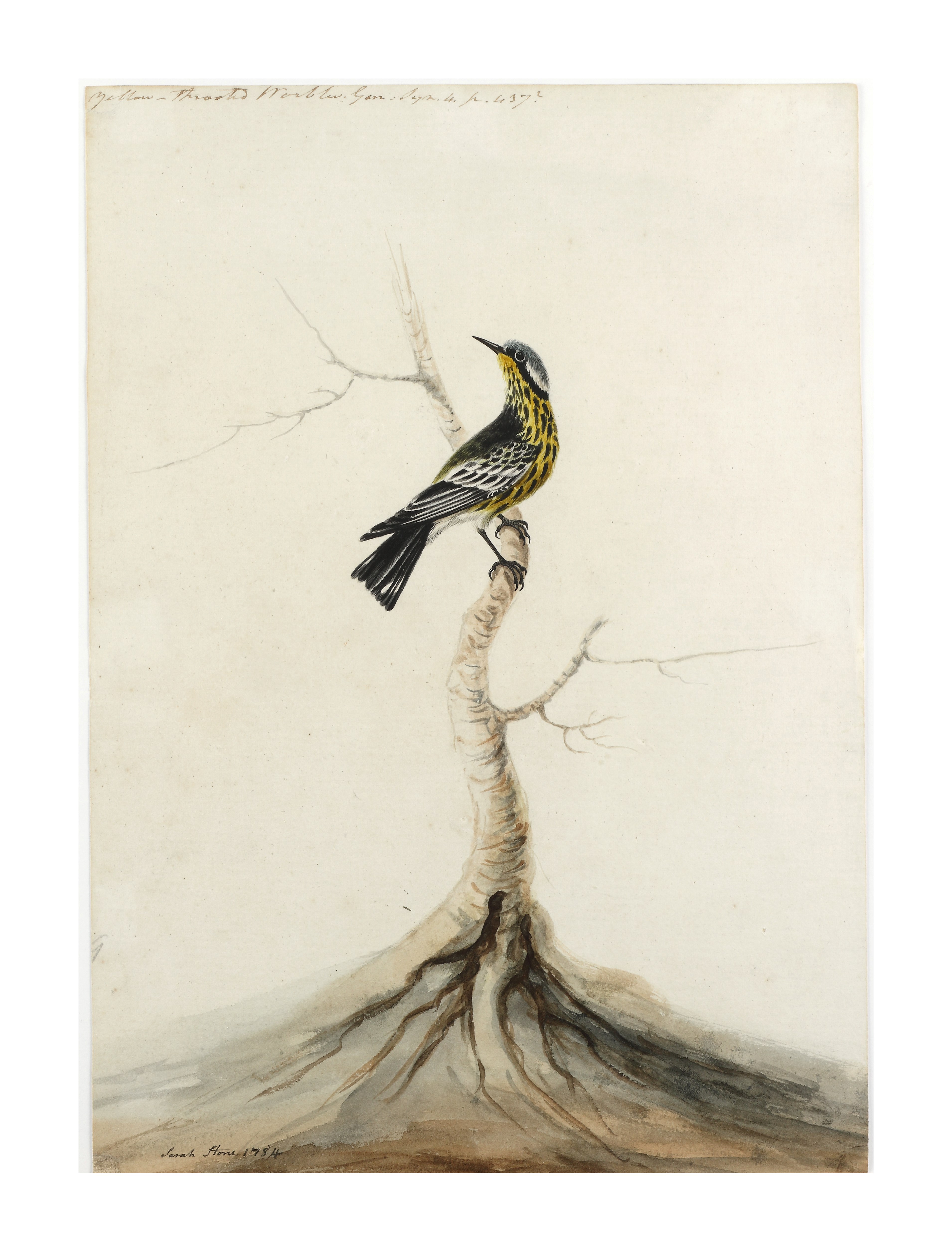 Sarah Stone - Sarah Stone (1760 - 1844) | MasterArt