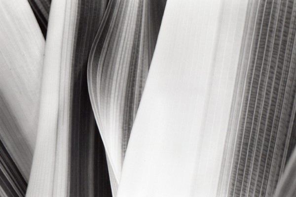 Wing Wong - Get Closer No. 8 | MasterArt